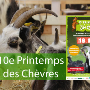 Chevrotin | Fromage de chèvre AOP | Savoie, Haute-Savoie